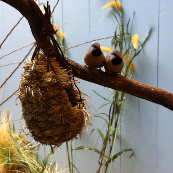 Finch | Project Noah