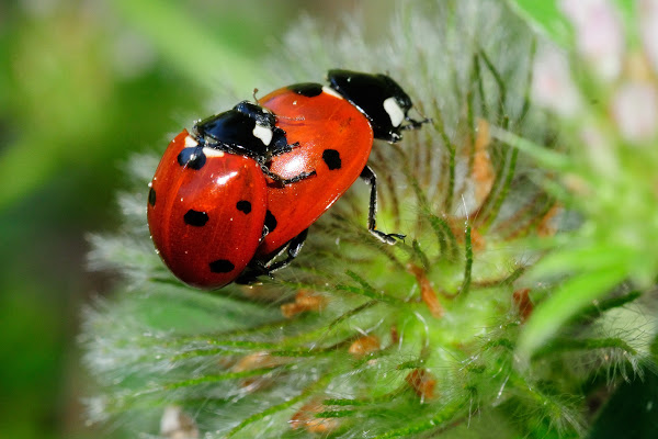 Seven-spot ladybird, mariquita | Project Noah