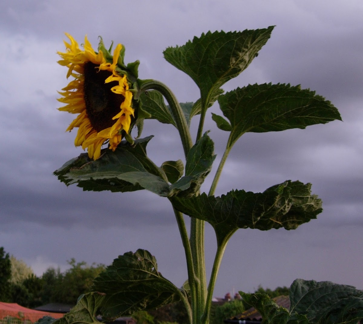 Girasol. Sunflower | Project Noah