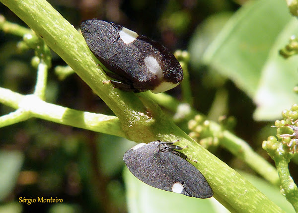 Treehopper | Project Noah