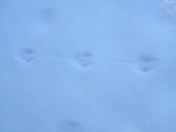 Mouse Unknown | Project Noah