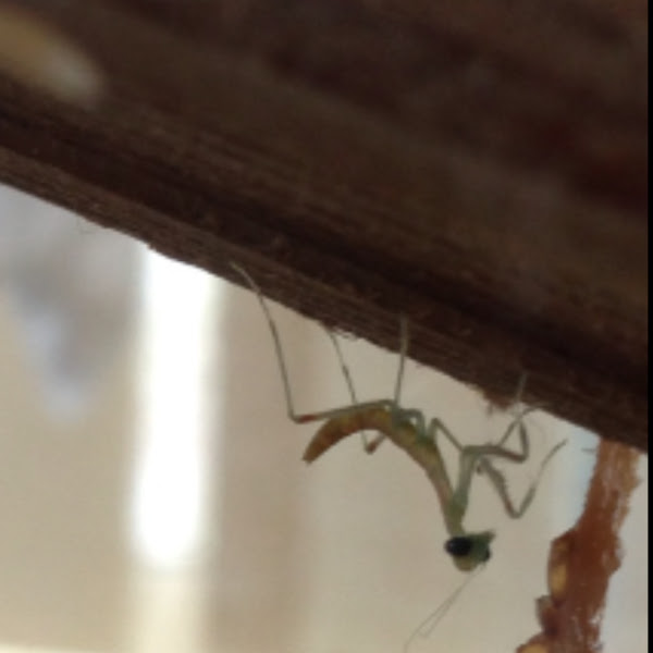 Mantis | Project Noah