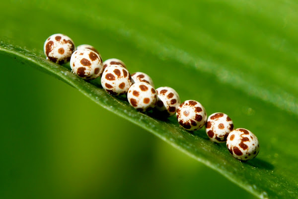 Moth Eggs | Project Noah