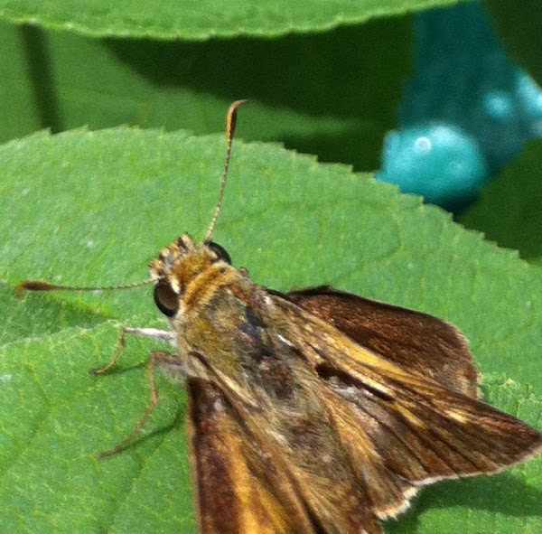 Skipper Moth | Project Noah