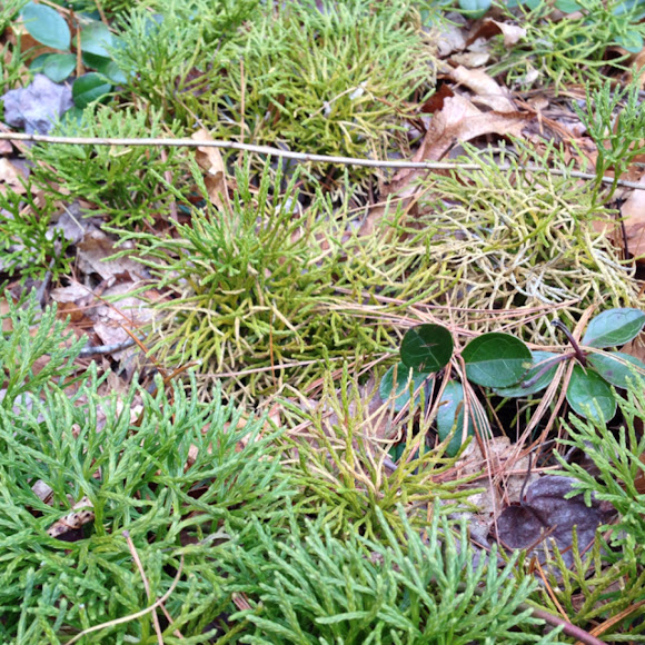 Ground cedar | Project Noah