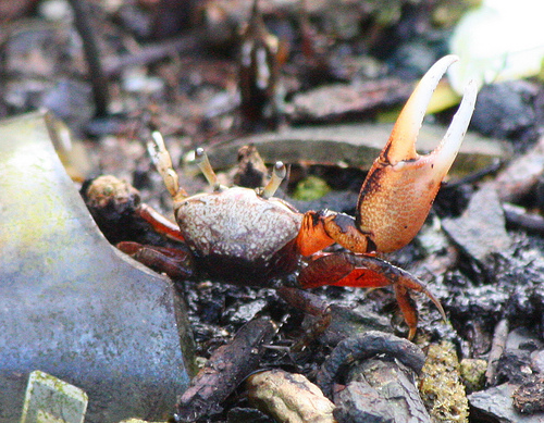 Fiddler Crab | Project Noah