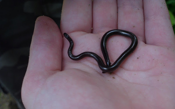 Peter's thread snake | Project Noah