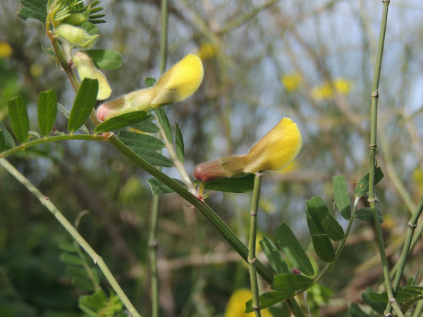 Hairy yellow vetch | Project Noah