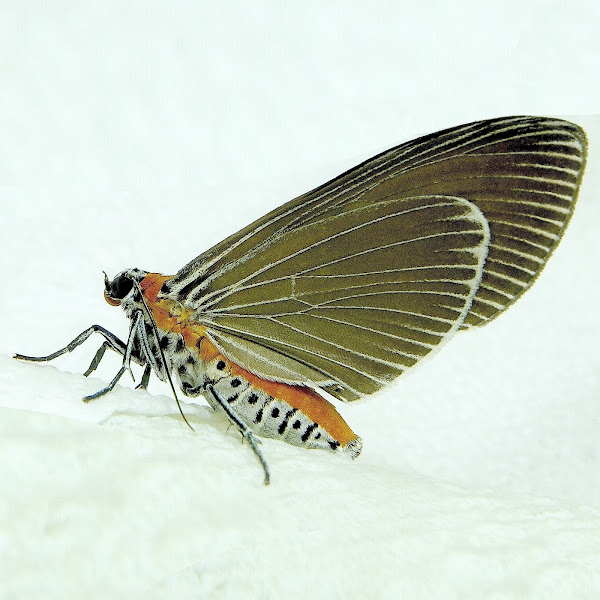Snouted Tiger Moth | Project Noah