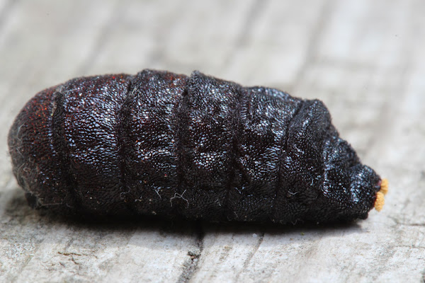 Rabbit Botfly larvae | Project Noah