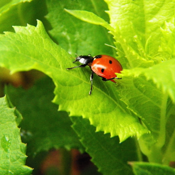 6-spotted Ladybug | Project Noah