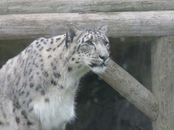 Snow Leopard | Project Noah