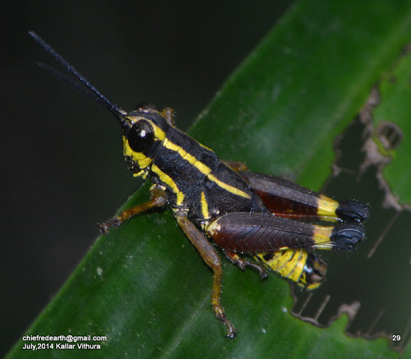 Yellow Striped Grasshopper | Project Noah