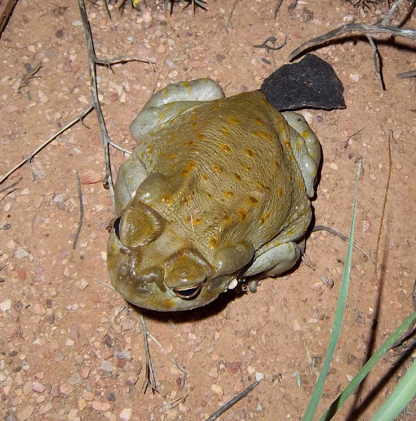 Sonoran Desert toad | Project Noah