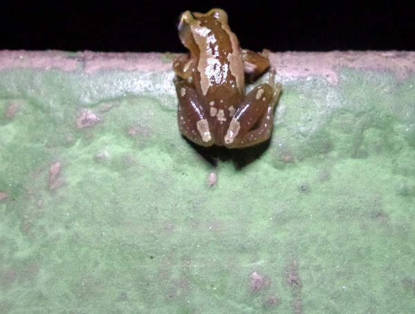 Natal ghost frog | Project Noah