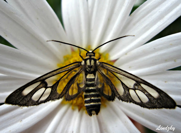 Amata Wasp Moth | Project Noah