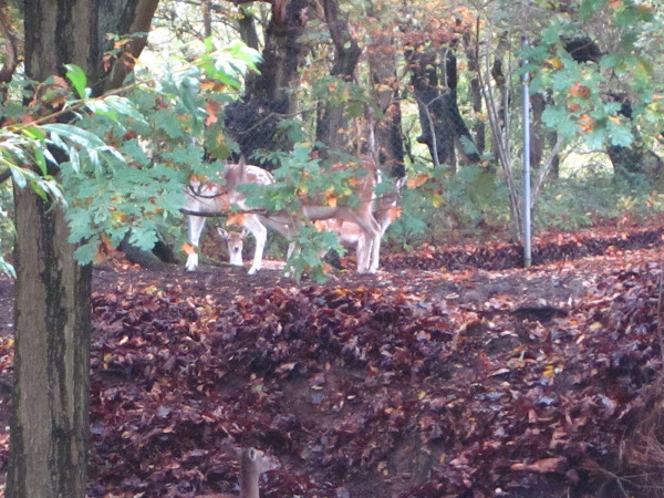 Fallow Deer | Project Noah