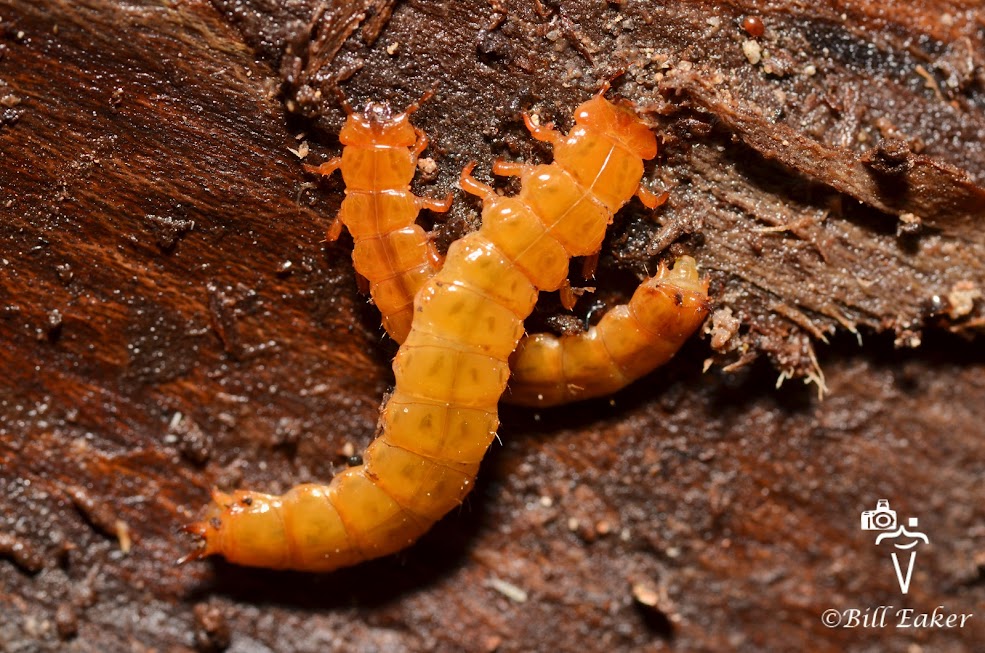 Red Flat Bark Beetle Larvae | Project Noah