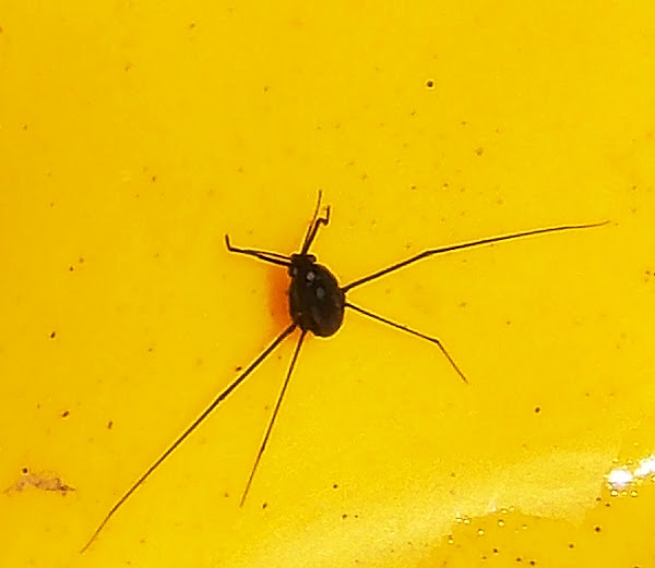 Water strider | Project Noah