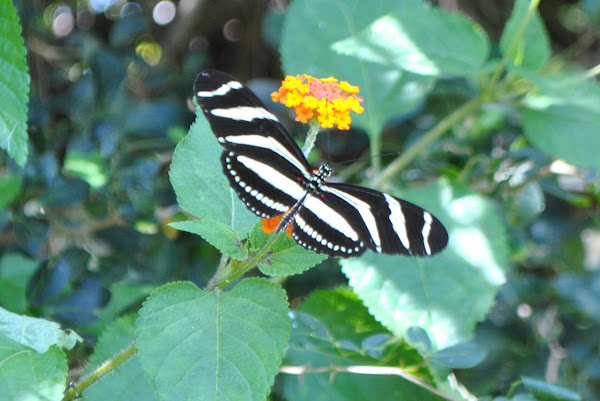 Zebra Longwing | Project Noah