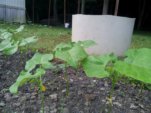 Green beans | Project Noah