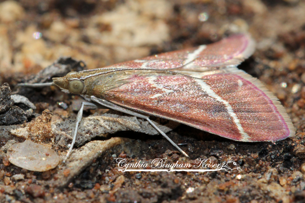Volupial Pyrausta Moth | Project Noah