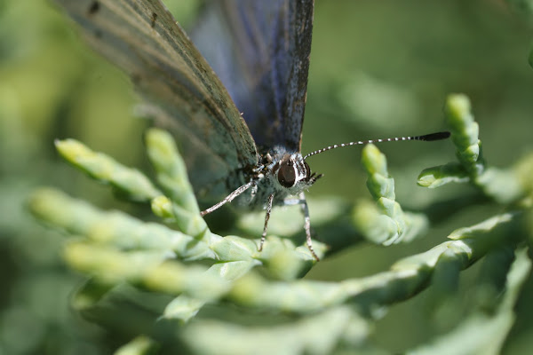 Scarce Large Blue | Project Noah