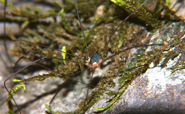 Araña patona | Project Noah