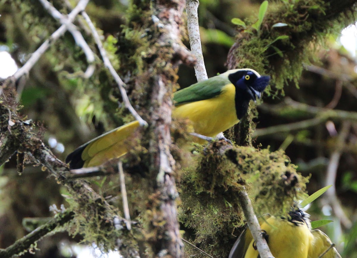 Green Jay | Project Noah