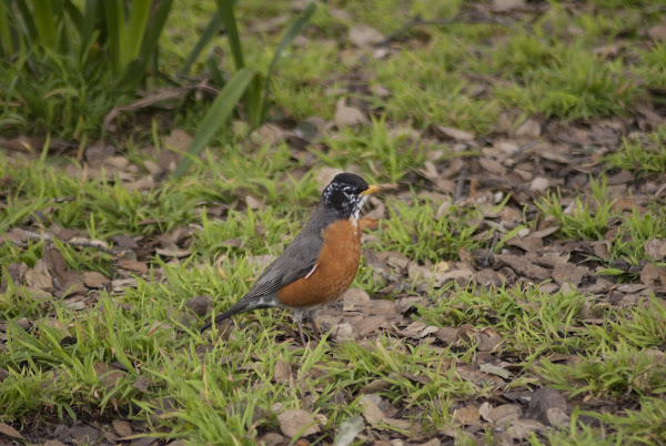 Varied Thrush or American Robin? | Project Noah