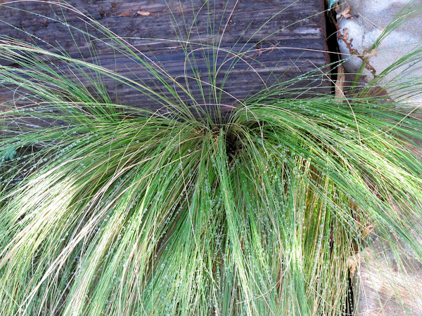 Deergrass | Project Noah