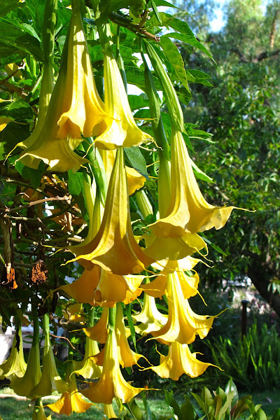 Angel's Trumpets | Project Noah