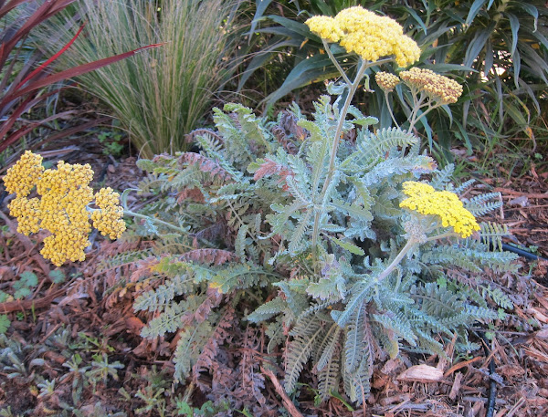 Yellow Yarrow | Project Noah
