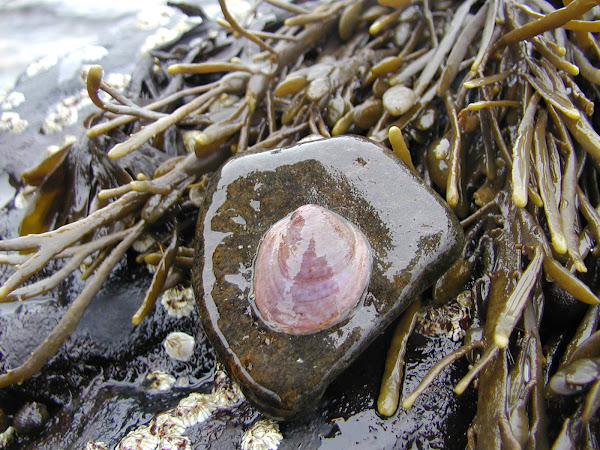 slipper shell | Project Noah