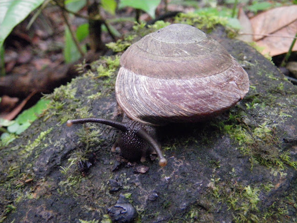 Tree Snail | Project Noah