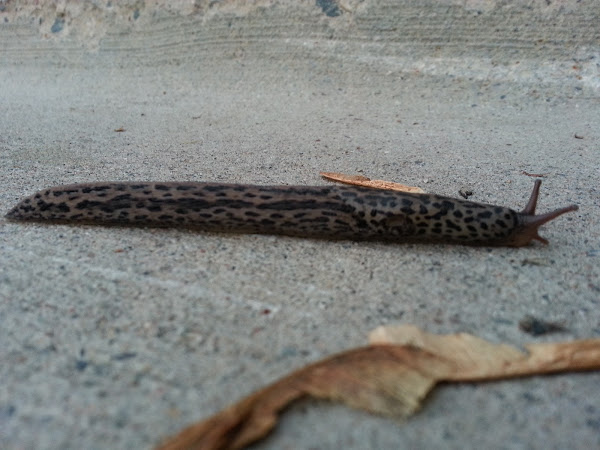 leopard Slug | Project Noah