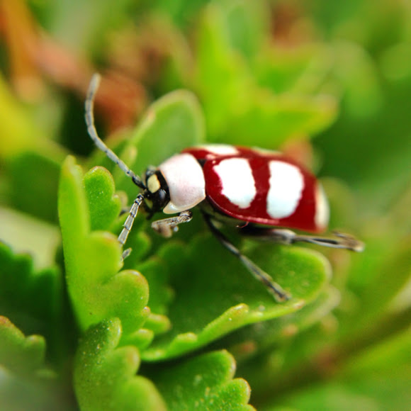 Red and White Crysomelidae beetle | Project Noah