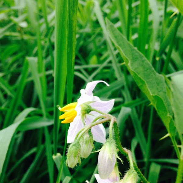 Horse nettle | Project Noah