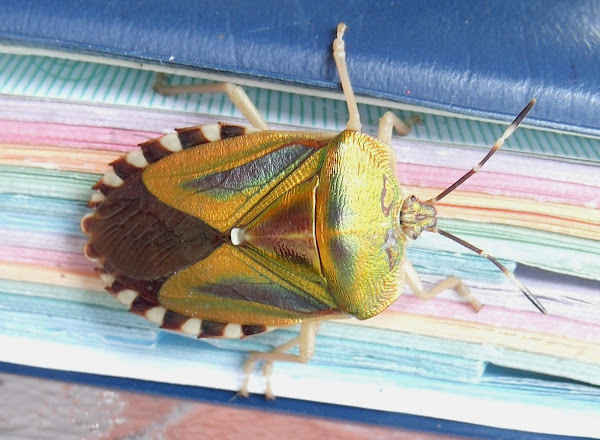 Mattiphus Shield Bug | Project Noah