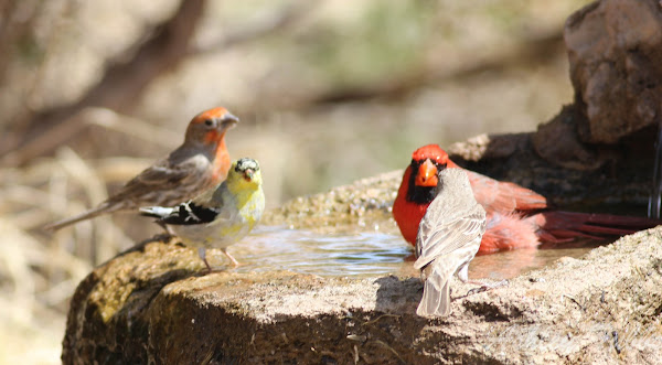 Northern Cardinal, American Goldfinch, and House Finches | Project Noah
