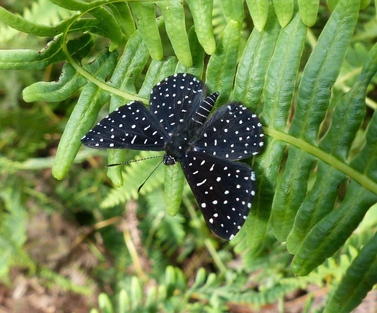 Starry Night Metalmark | Project Noah