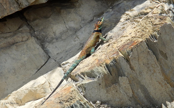 Minor Lizard | Project Noah