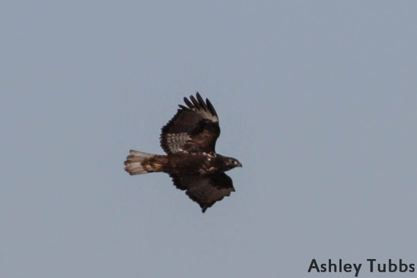 Harlan's Hawk | Project Noah