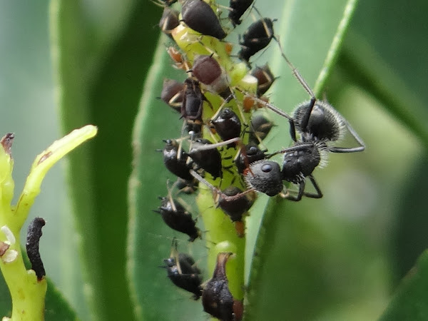 Brown Citrus Aphid | Project Noah