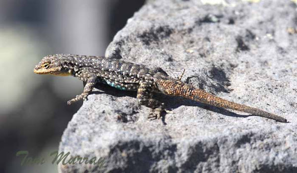 Ornate Tree Lizard | Project Noah