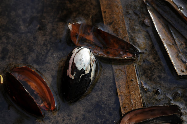 Florida Shinny Spike (freshwater mussel) | Project Noah