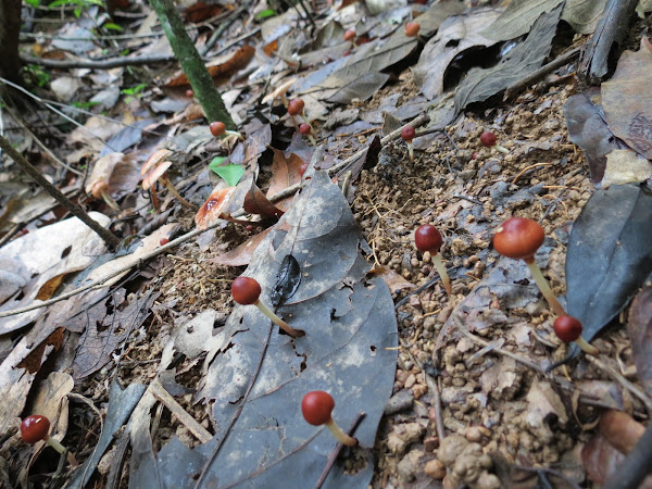 Basidio | Project Noah