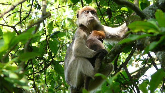 Eastern Red Colobus | Project Noah