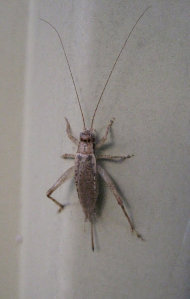 Jumping Bush Cricket, female | Project Noah
