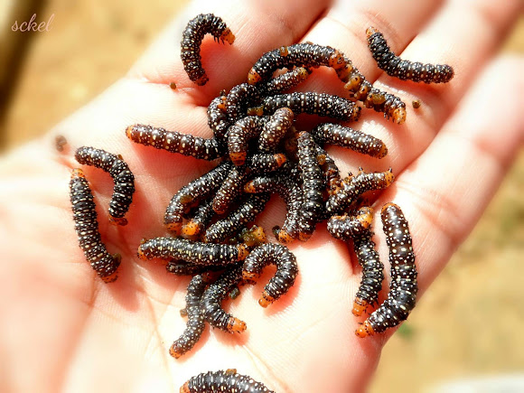 Convict Caterpillar | Project Noah